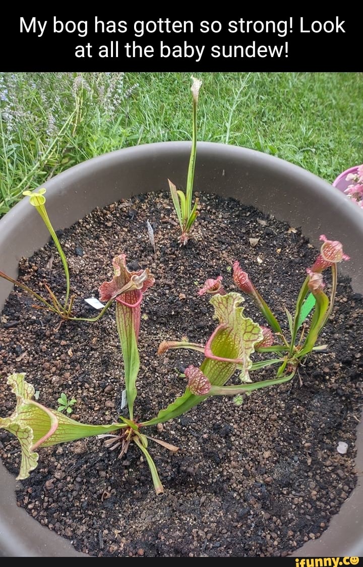 Pogbog memes. Best Collection of funny Pogbog pictures on iFunny