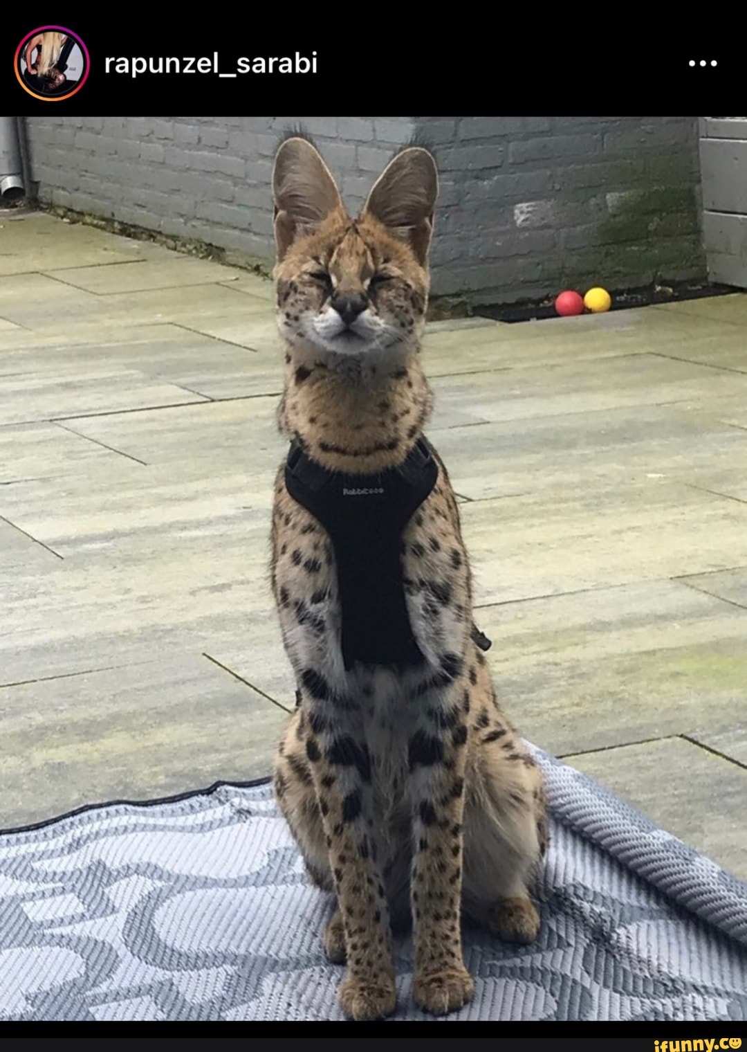 Sarabi memes. Best Collection of funny Sarabi pictures on iFunny