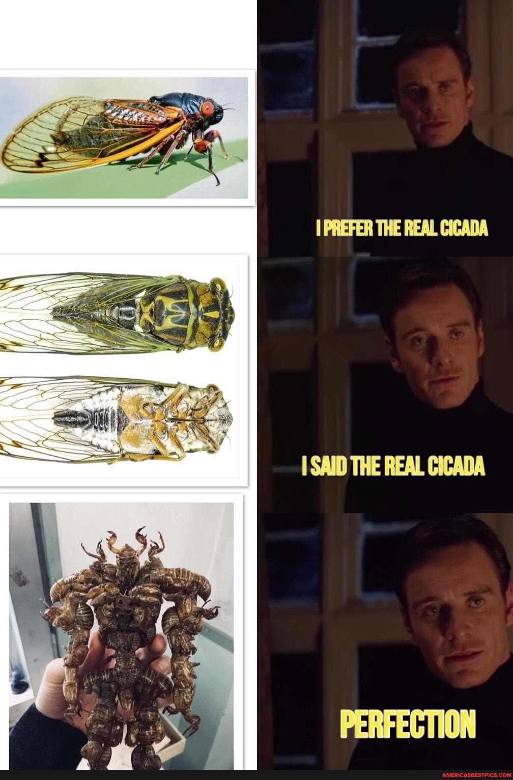 Cicada meme dump - I PREFER THE REAL CICADA SAID THE REAL CICADA ...