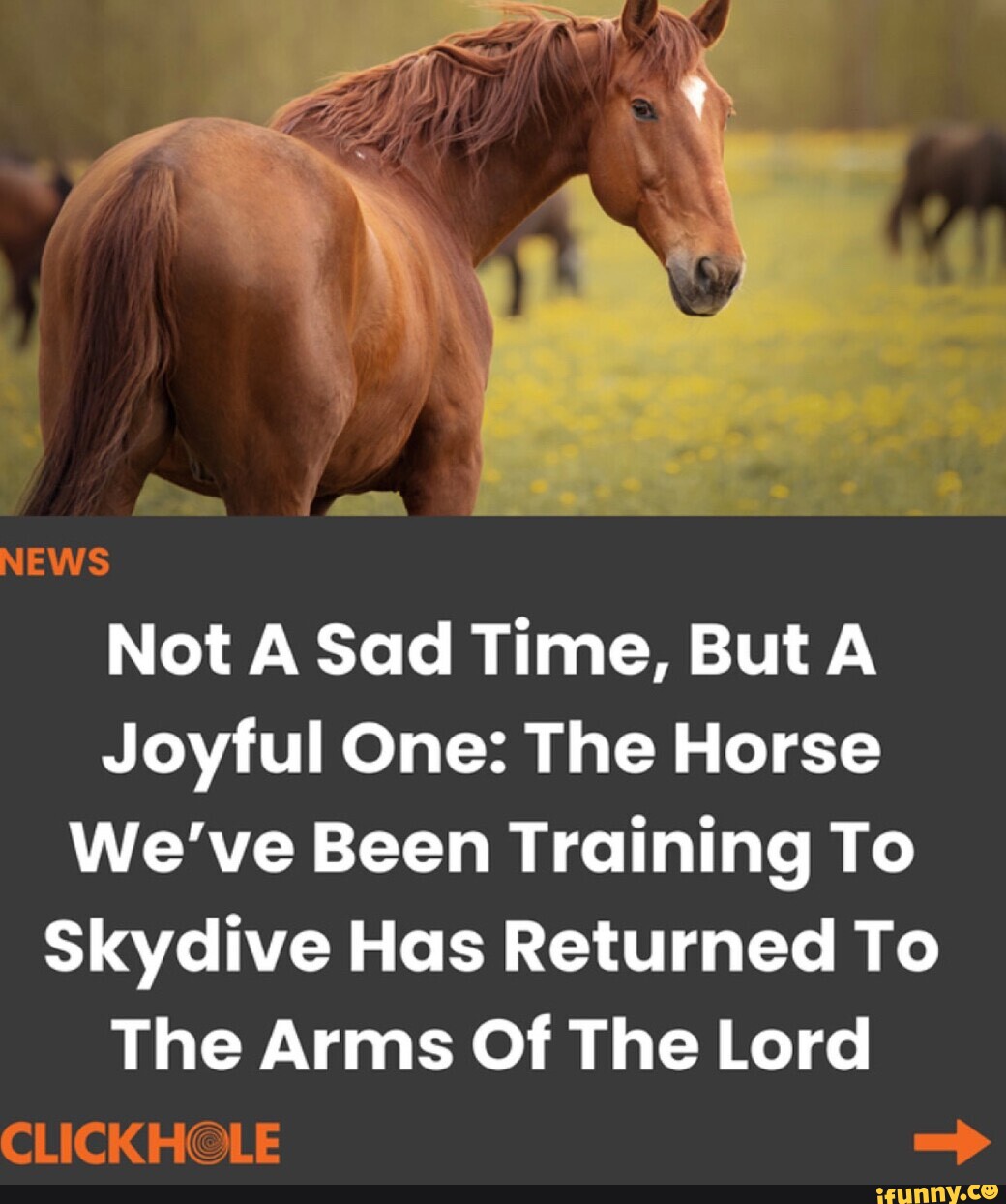NEWS Not A Sad Time, But A Joyful One: The Horse We've Been Training To ...