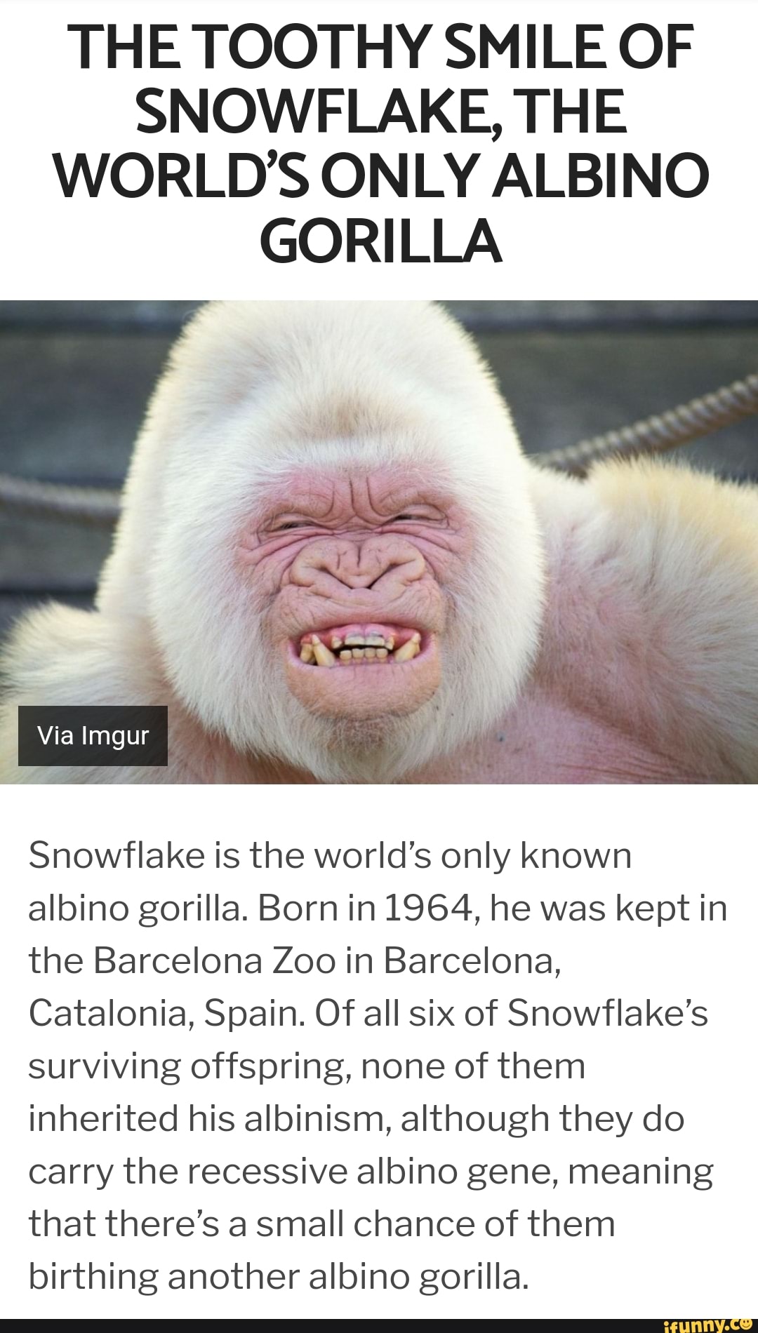 THE TOOTHY SMILE OF SNOWFLAKE, THE WORLD'S ONLY ALBINO GORILLA Via Imgur Snowflake is the world ...