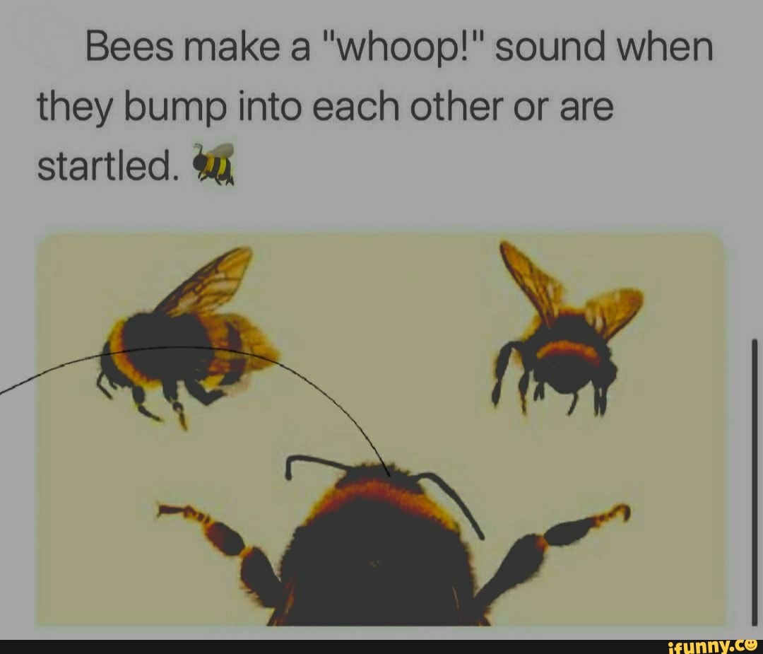 Bees make a "whoop!" sound when they bump into each other or are ...