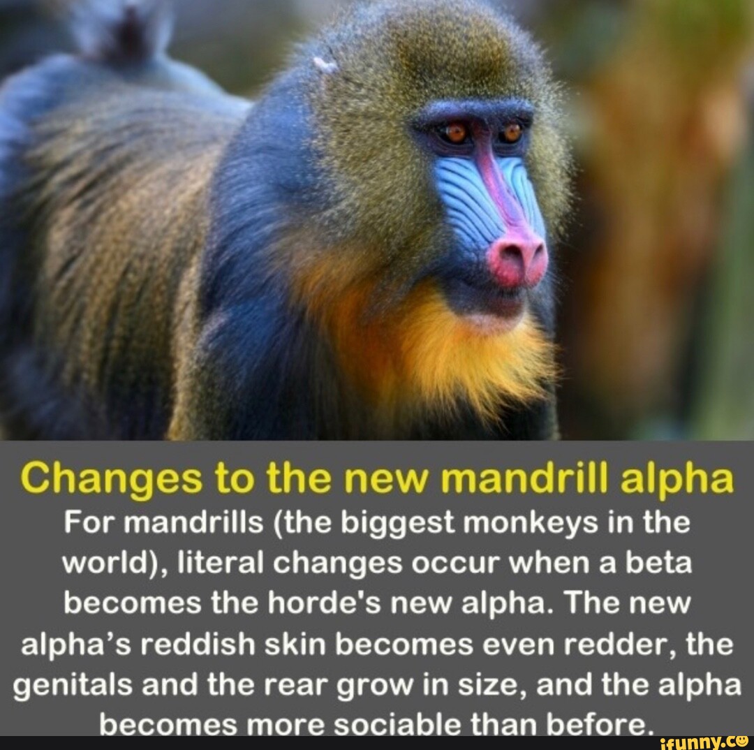Mandrills memes. Best Collection of funny Mandrills pictures on iFunny