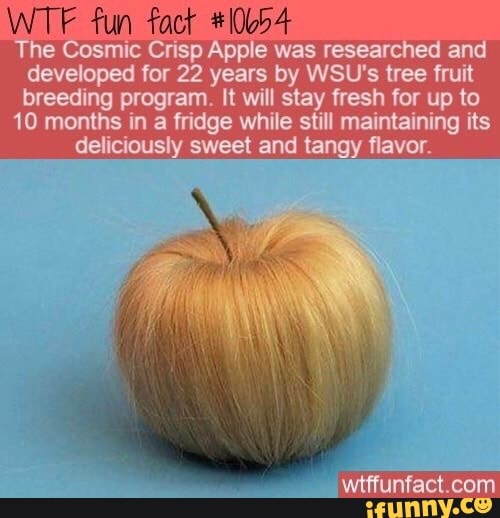 Wsus memes. Best Collection of funny Wsus pictures on iFunny