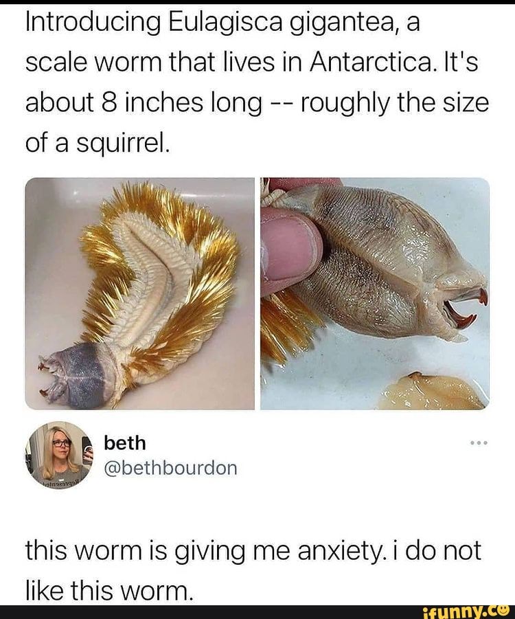 Eulagisca memes. Best Collection of funny Eulagisca pictures on iFunny