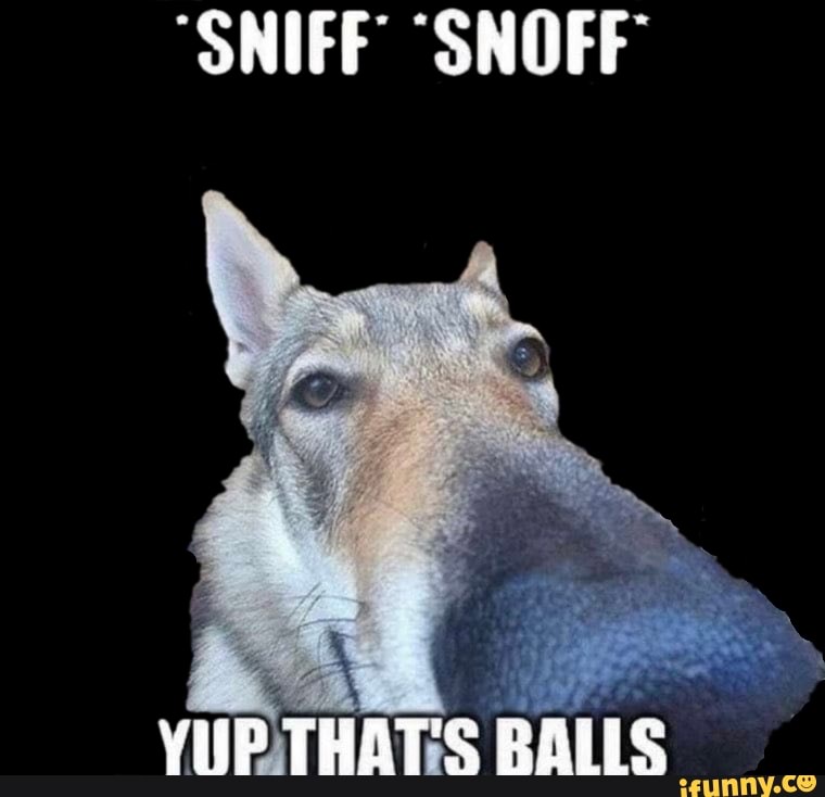 "SNIFF SNOFF AS VilP THAT'S BALLS - iFunny