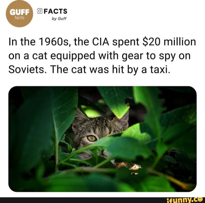 FACTS by Guft In the 1960s, the CIA spent $20 million on a cat equipped ...