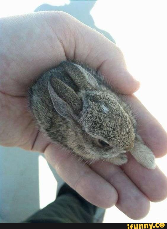 Smol memes. Best Collection of funny Smol pictures on iFunny