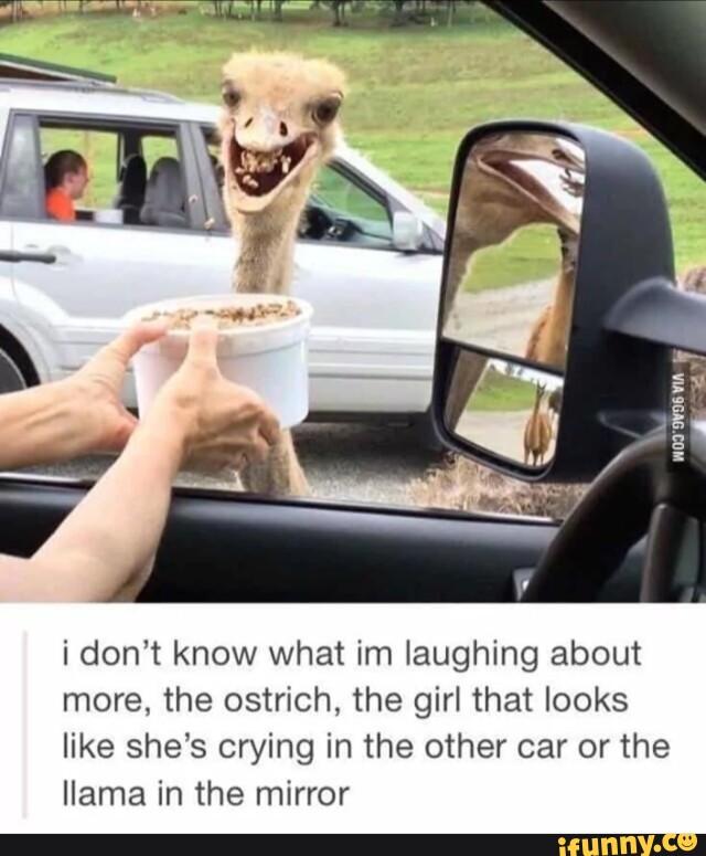 Ostrich memes. Best Collection of funny Ostrich pictures on iFunny