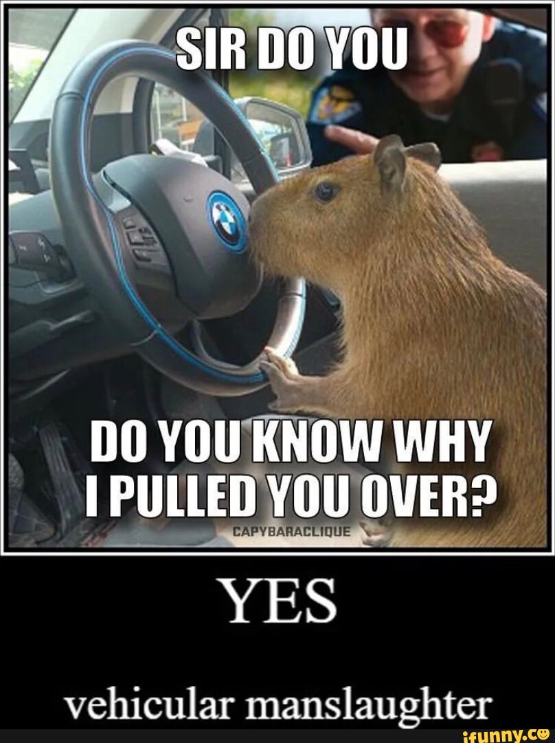 Bdo memes. Best Collection of funny Bdo pictures on iFunny