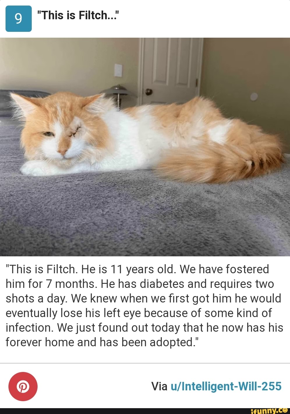 Fostered memes. Best Collection of funny Fostered pictures on iFunny