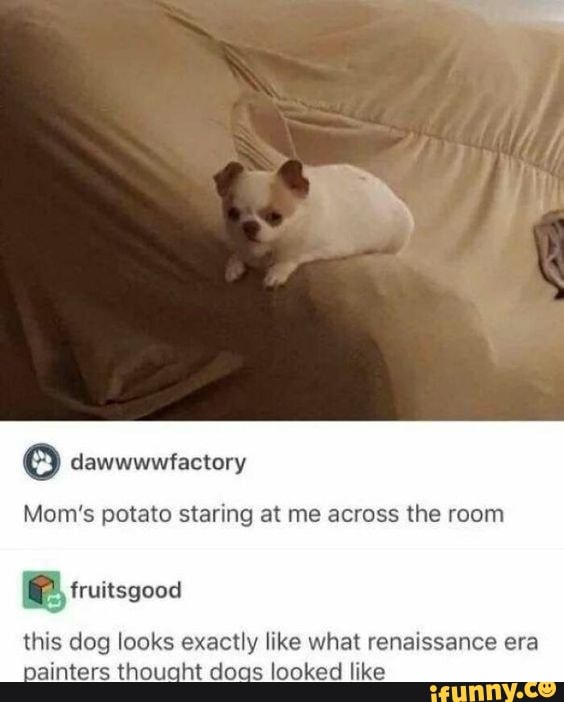 Mom's potato staring at me across the room truitsgood this dog looks ...