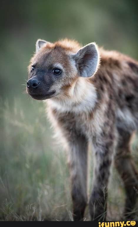 Hyena memes. Best Collection of funny Hyena pictures on iFunny