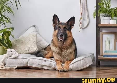 German shepherd dogs (GSD) are noble, diligent, loyal, and highly ...