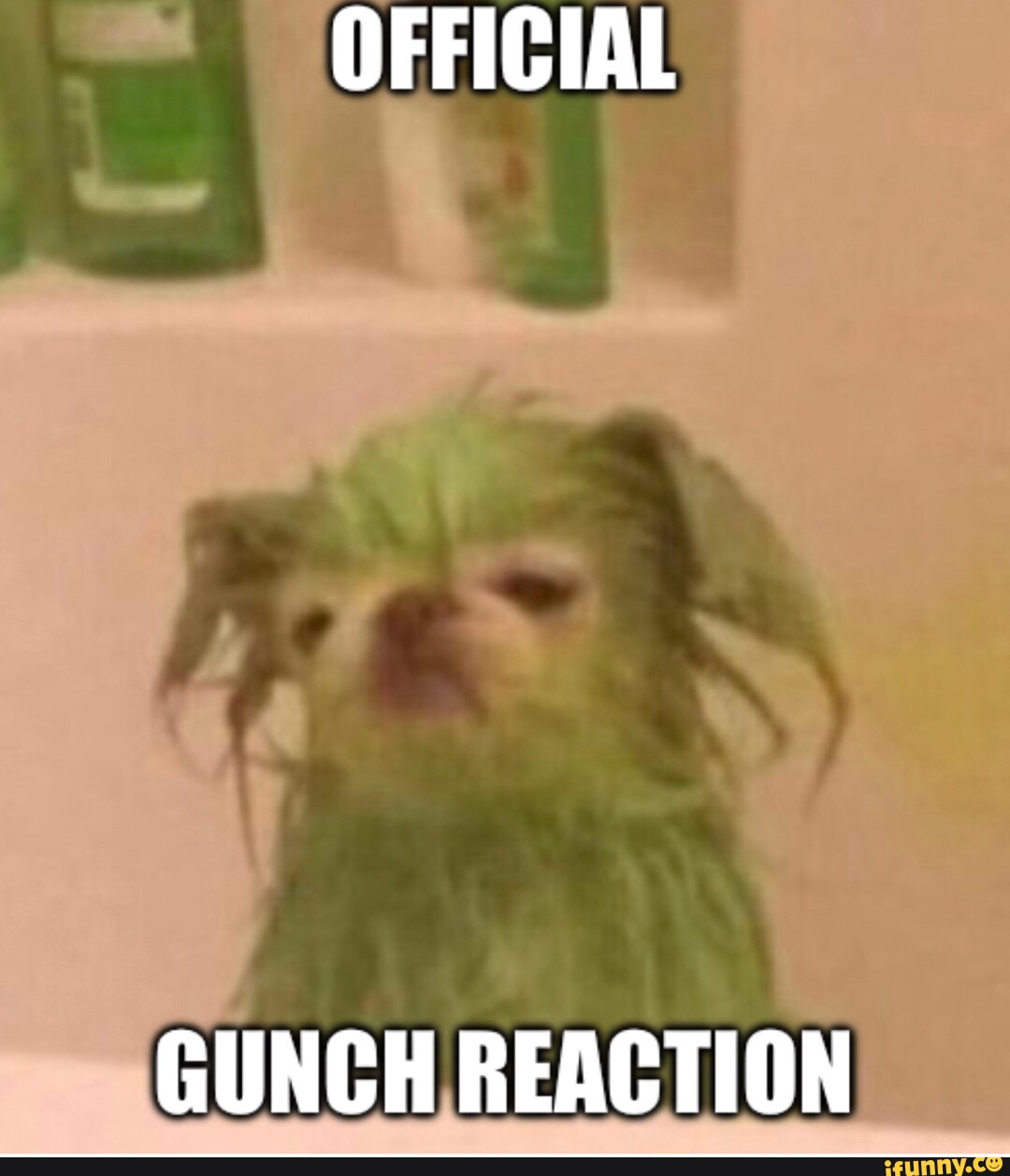 OFFICIAL GUNCH REACTION - iFunny