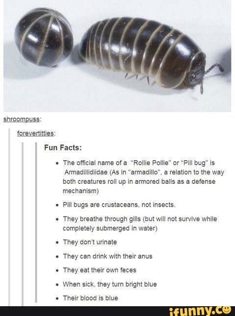 The official name of a "Rollie Pollie" or "Pill bug" is Armadilidiidae ...
