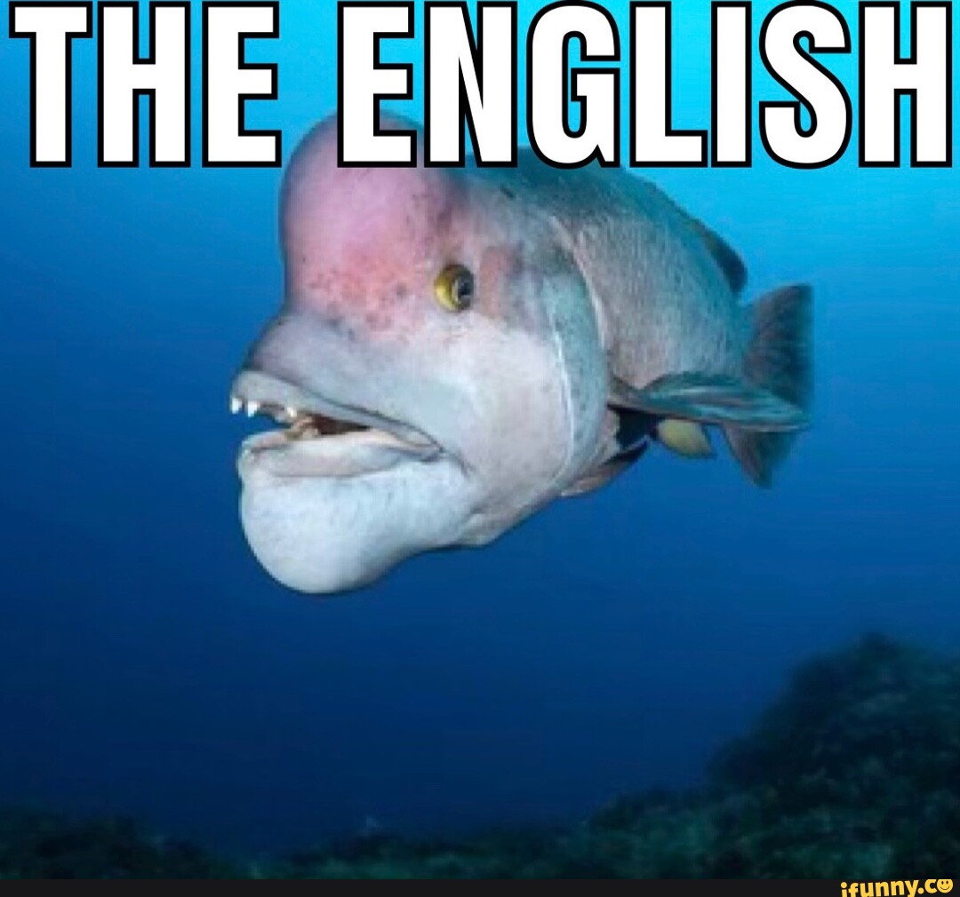 Chewsday memes. Best Collection of funny Chewsday pictures on iFunny