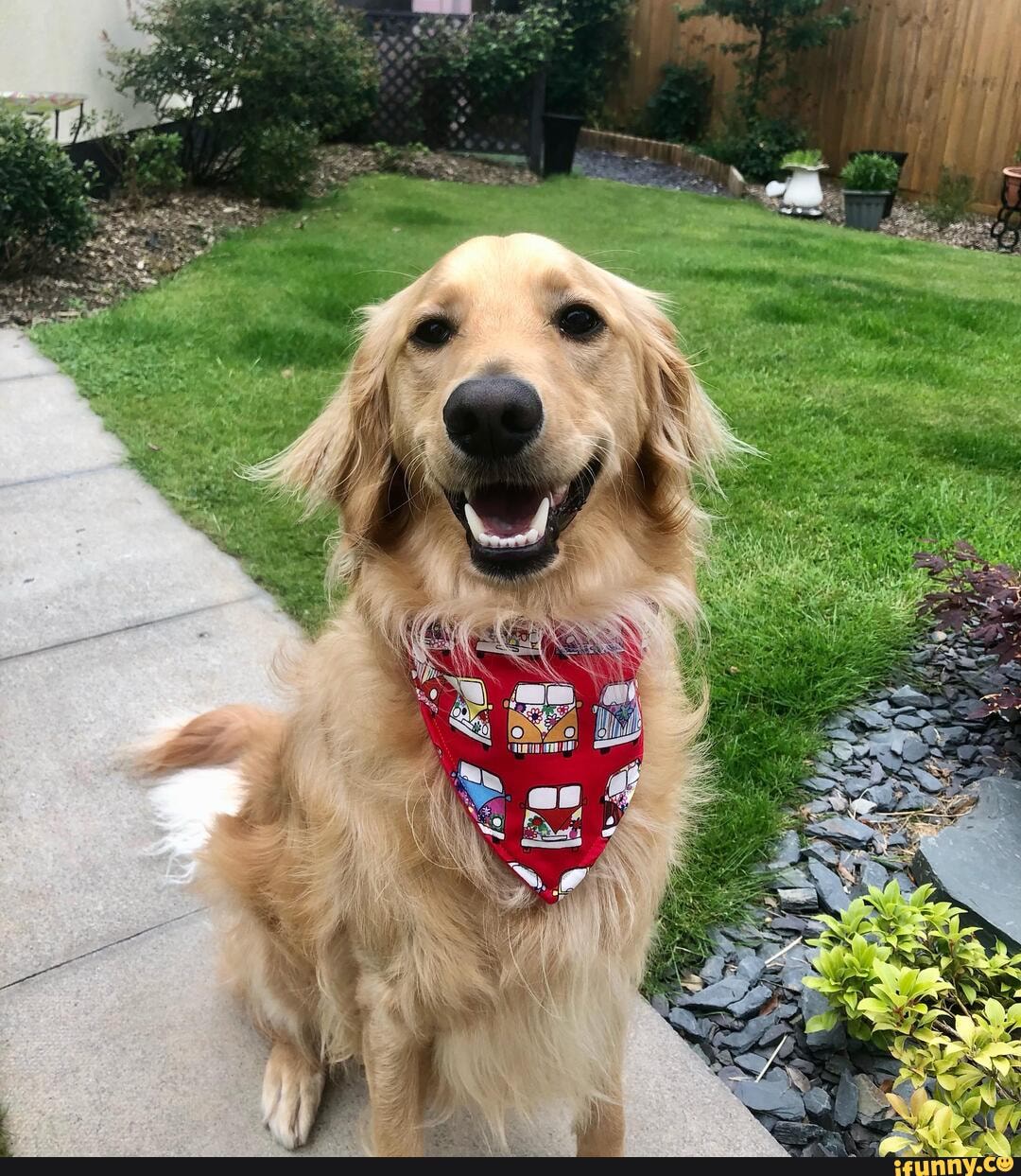 Chuffed memes. Best Collection of funny Chuffed pictures on iFunny