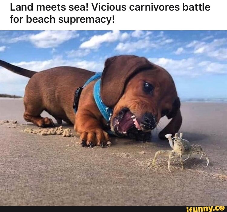 Land meets sea! Vicious carnivores battle for beach supremacy! - iFunny