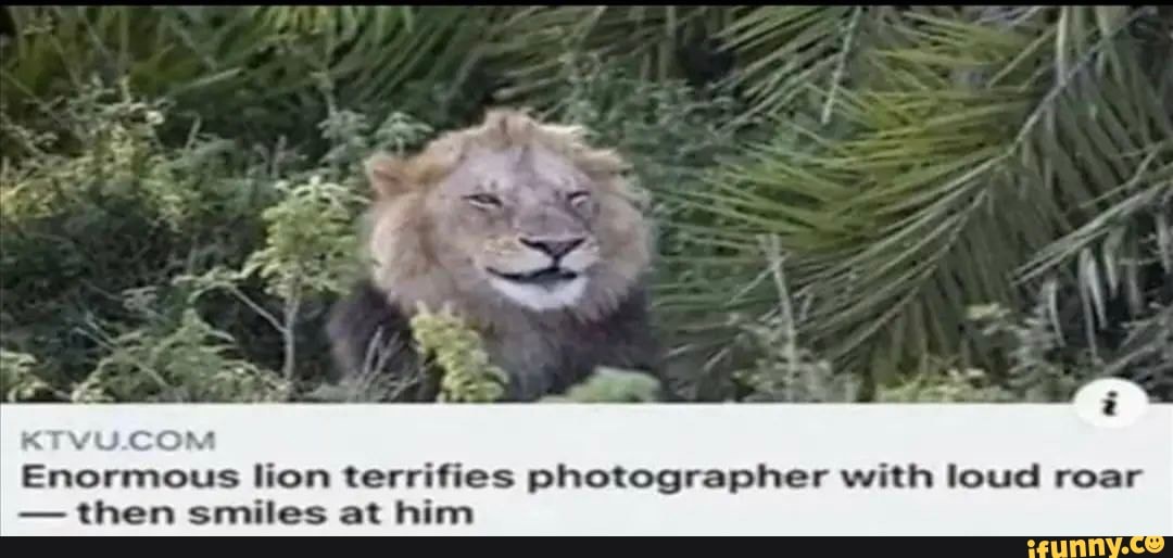 COM Enormous lion terrifies photographer with loud roar - then smiles ...