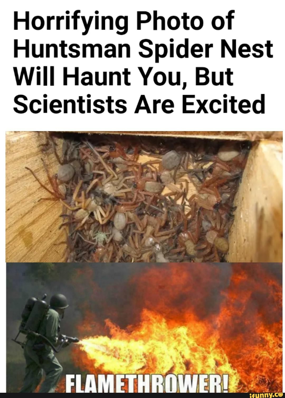 Horrifying Photo of Huntsman Spider Nest Will Haunt You, But Scientists ...