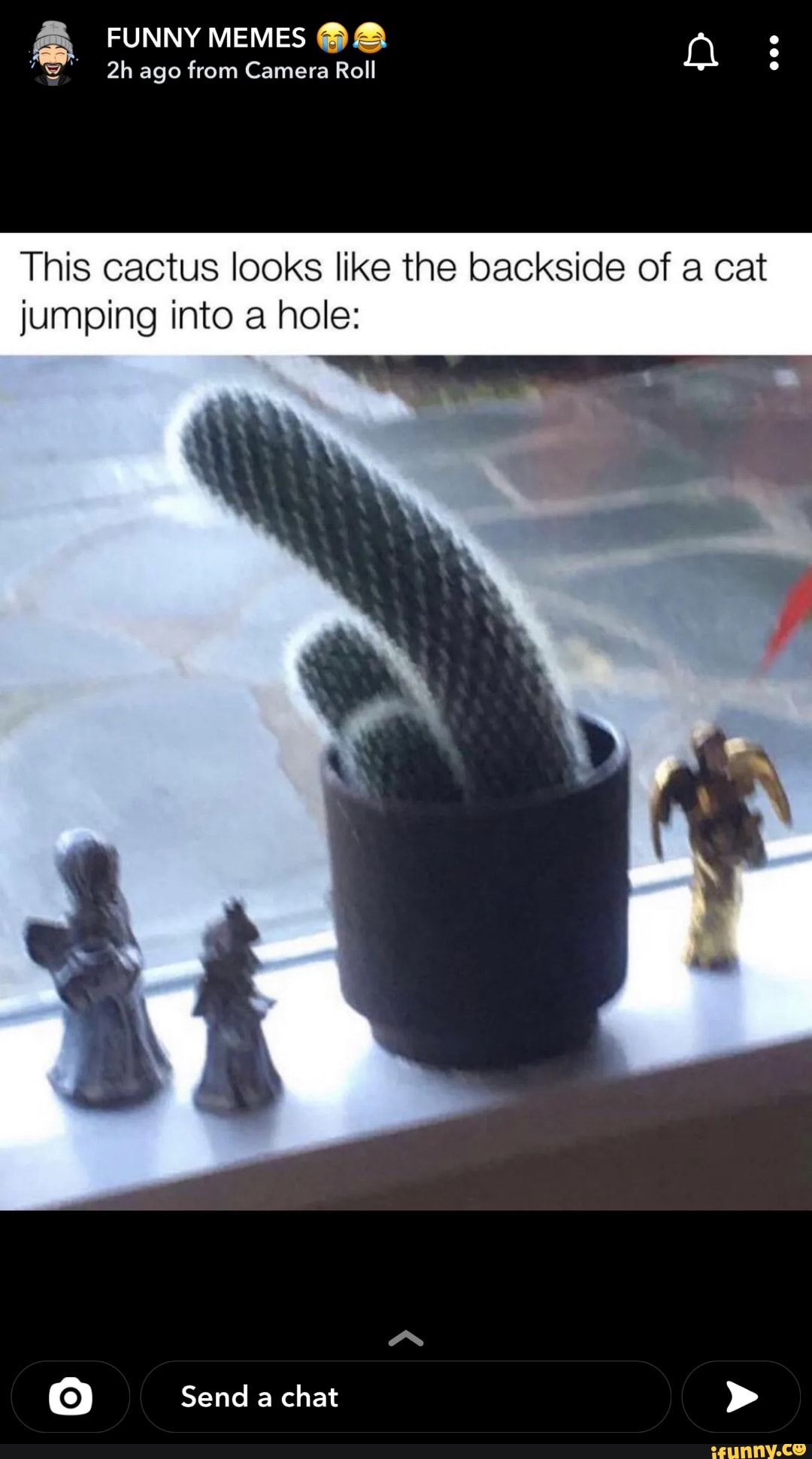 FUNNY MEMES ago from Camera Roll This cactus looks like the backside of a cat jumping into a ...