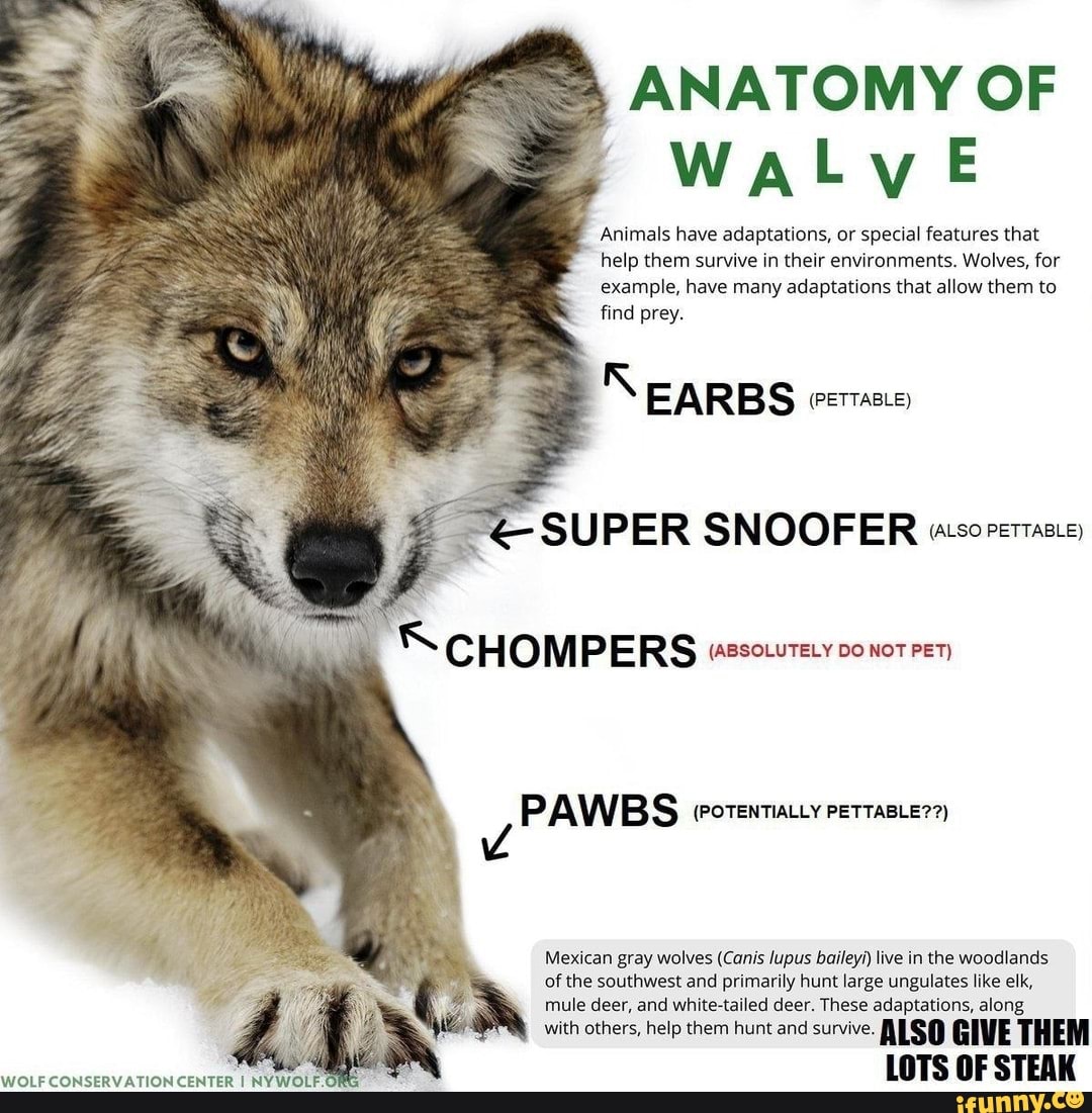 ANATOMY OF WAL Animals have adaptations, or special features that help ...