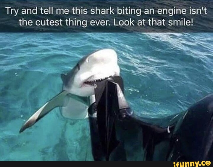 Try and tell me this shark biting an engine isn't the cutest thing ever ...