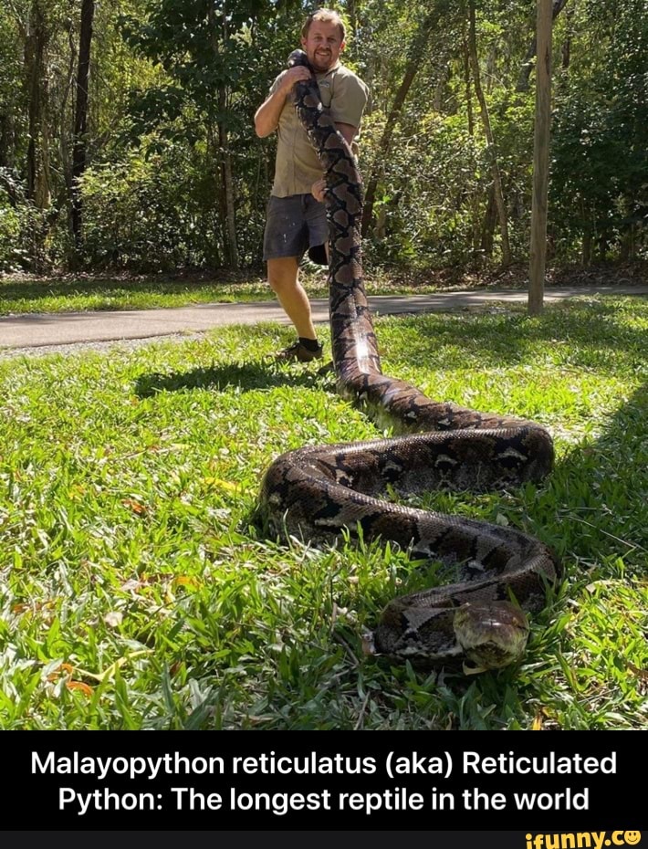 ANNE Malayopython Reticulatus aka Reticulated Python The Longest ANNE Malayopython Reticulatus aka Reticulated Python The Longest