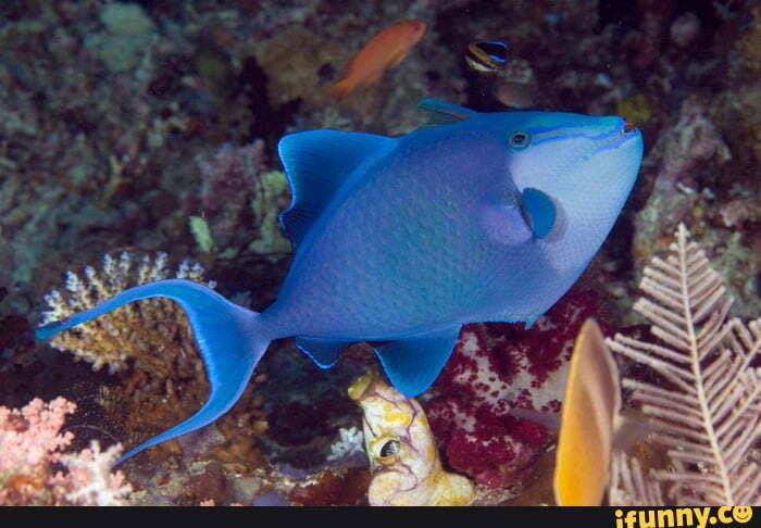 Lagoon_triggerfish memes. Best Collection of funny Lagoon_triggerfish ...