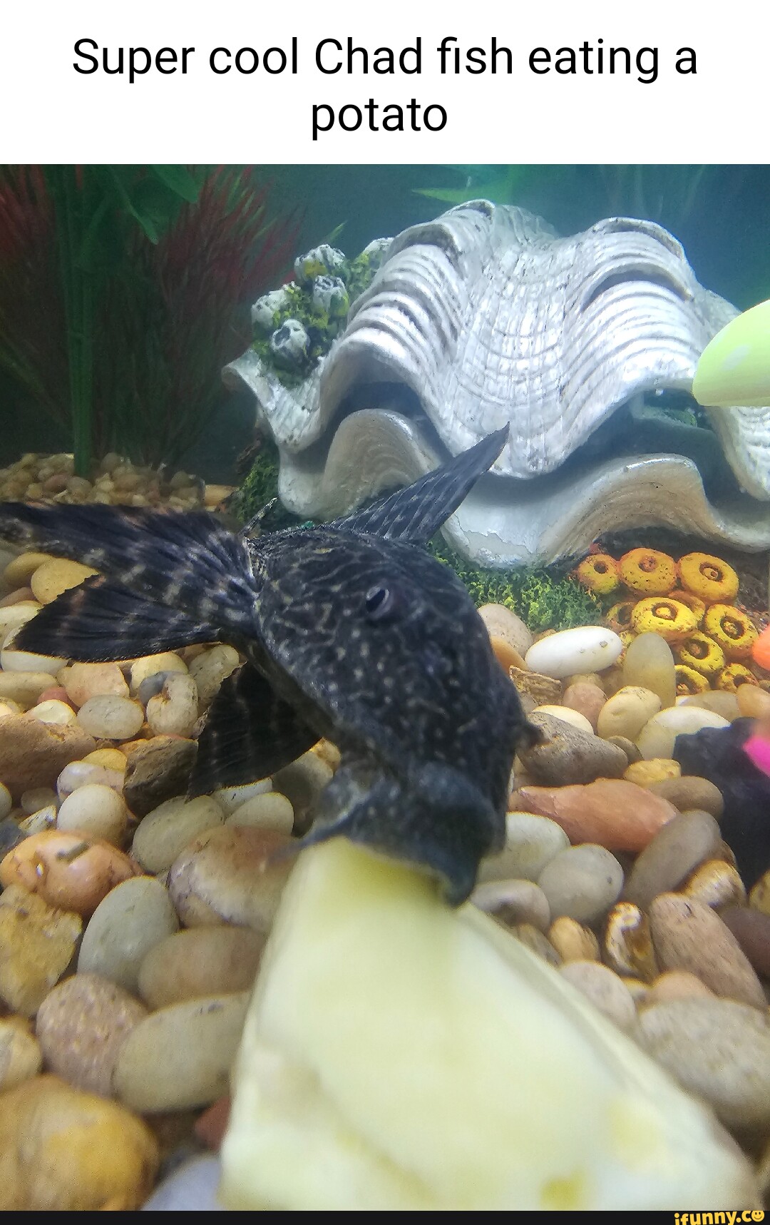 Super cool Chad fish eating a potato - iFunny