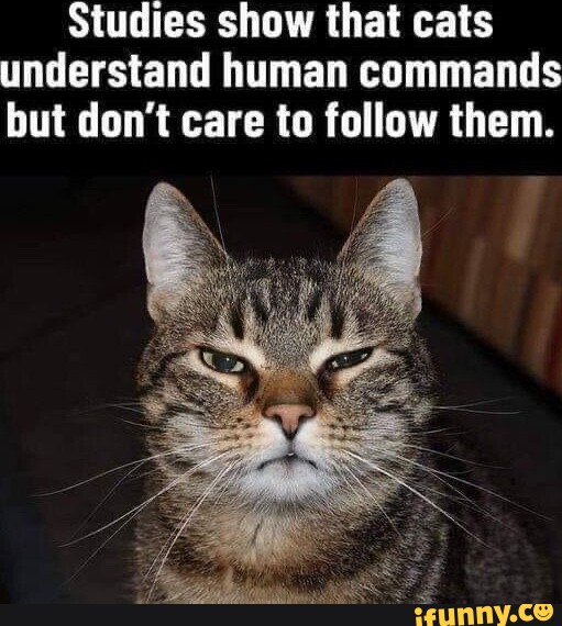 Studies show that cats understand human commands but don't care to ...