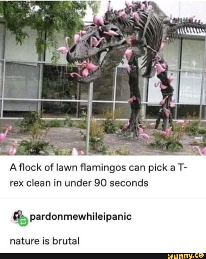 A flock of lawn flamingos can pick a T- rex clean in under 90 seconds ...