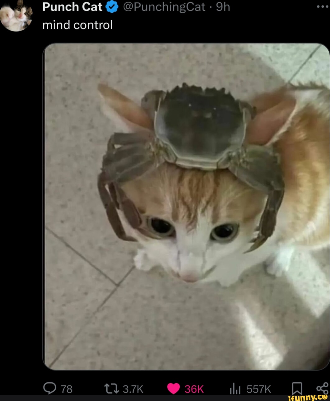 Punch Cat @PunchingCat mind control 78 3.7K 557K - iFunny