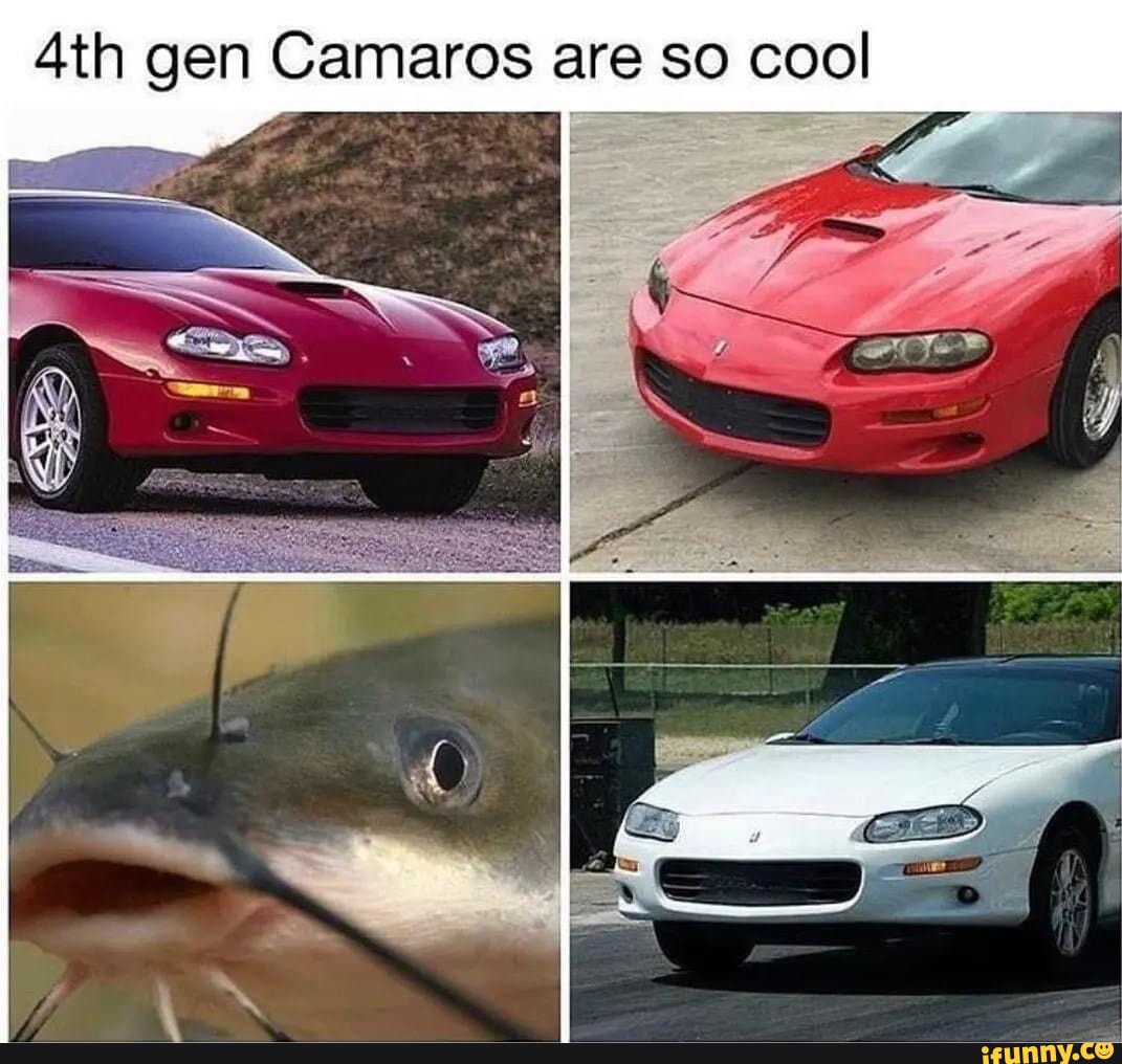 Catfish memes. Best Collection of funny Catfish pictures on iFunny