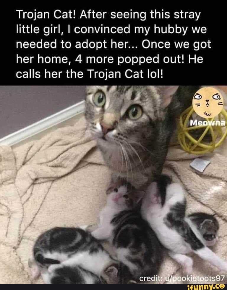 Trojan Cat! After seeing this stray little girl, convinced my hubby we ...