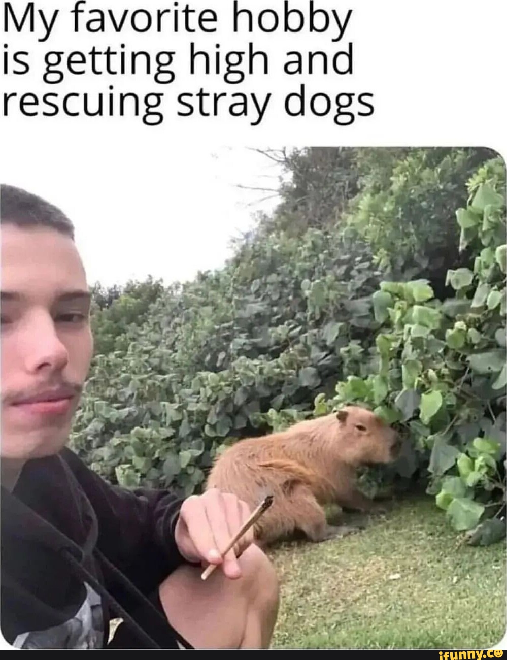 Ravorite is getting high and rescuing stray dogs - iFunny