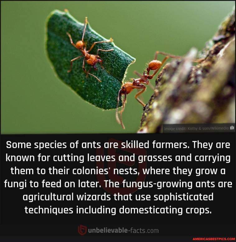 Some species of ants are skilled farmers. They are known for cutting ...