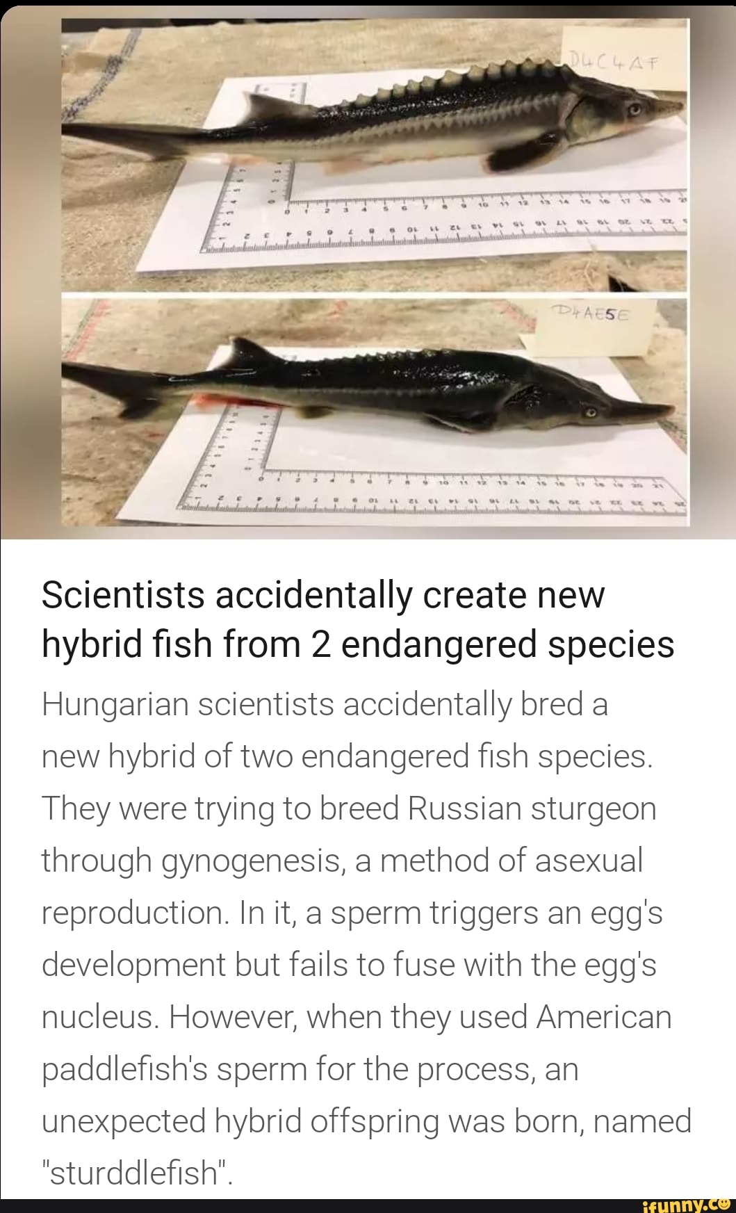 Scientists accidentally create new hybrid fish from 2 endangered ...