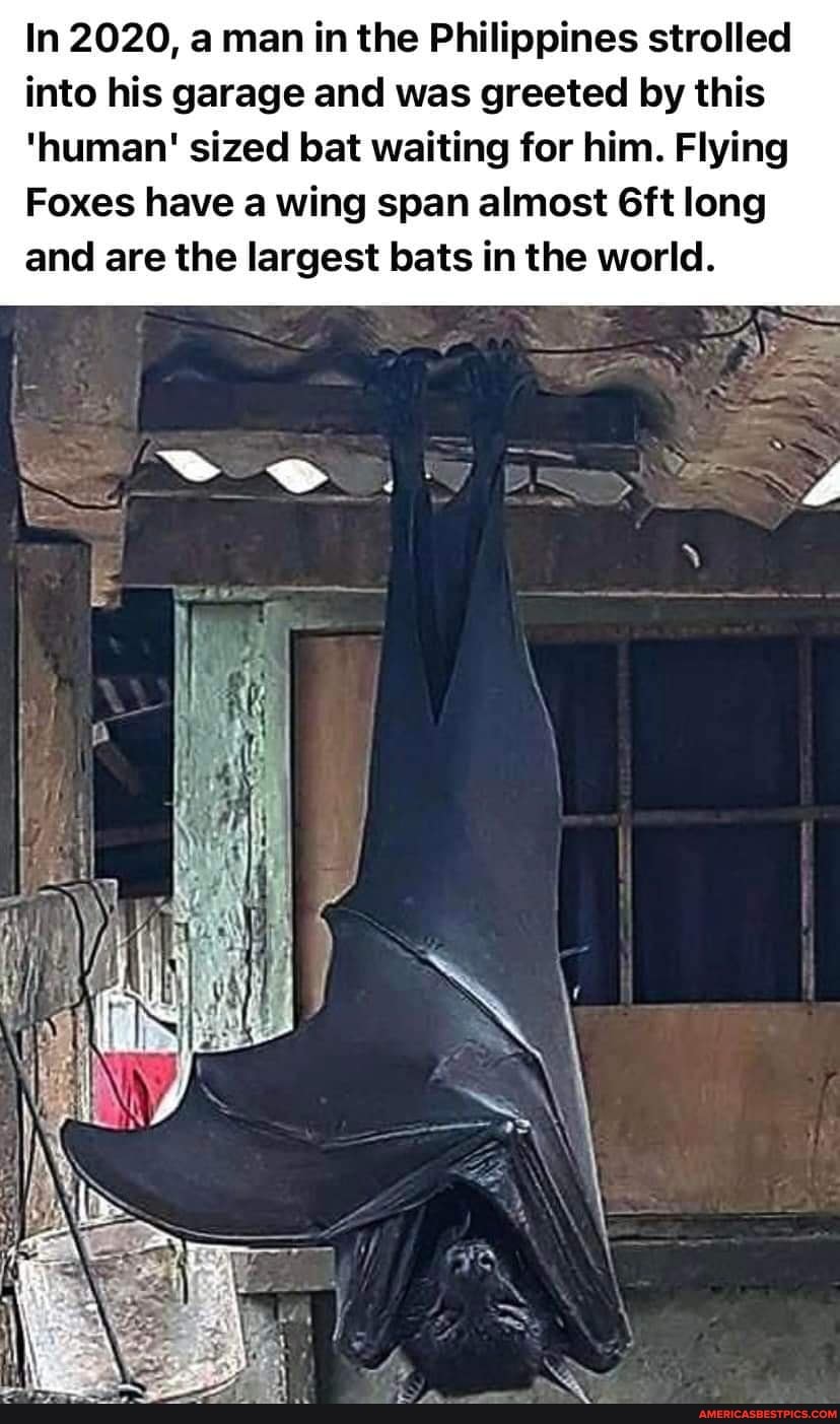 In 2020, a man in the Philippines strolled into his garage and was greeted by this 'human' sized ...