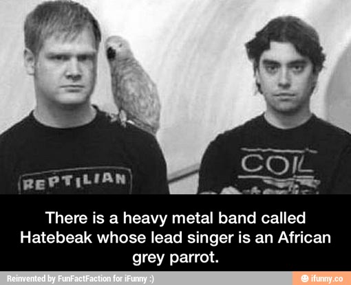 There is a heavy metal band called Hatebeak whose lead singer is an ...