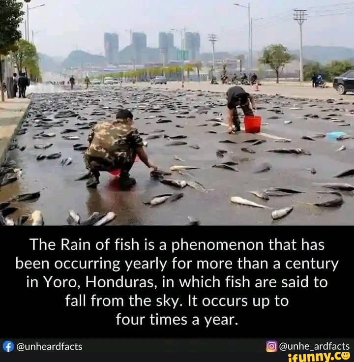 The Rain of fish is a phenomenon that has been occurring yearly for ...