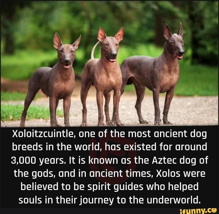 How Xoloitzcuintle, one of the most ancient dog breeds in the world ...