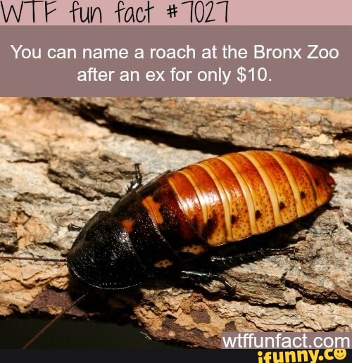 Bronx memes. Best Collection of funny Bronx pictures on iFunny