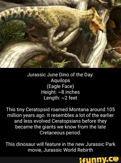 Jurassic June Dino of the Day: Aquilops (Eagle Face) Height: ~8 inches ...