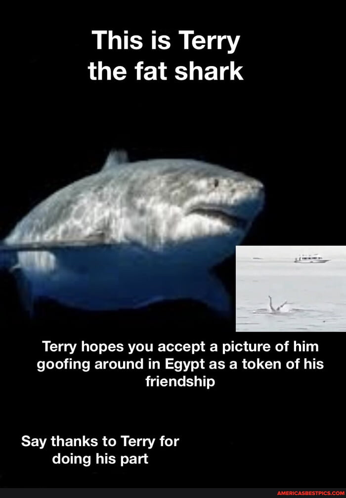 This is Terry the fat shark Terry hopes you accept a picture of him ...
