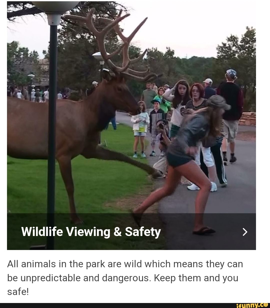 Wildlife Viewing & Safety All animals in the park are wild which means ...