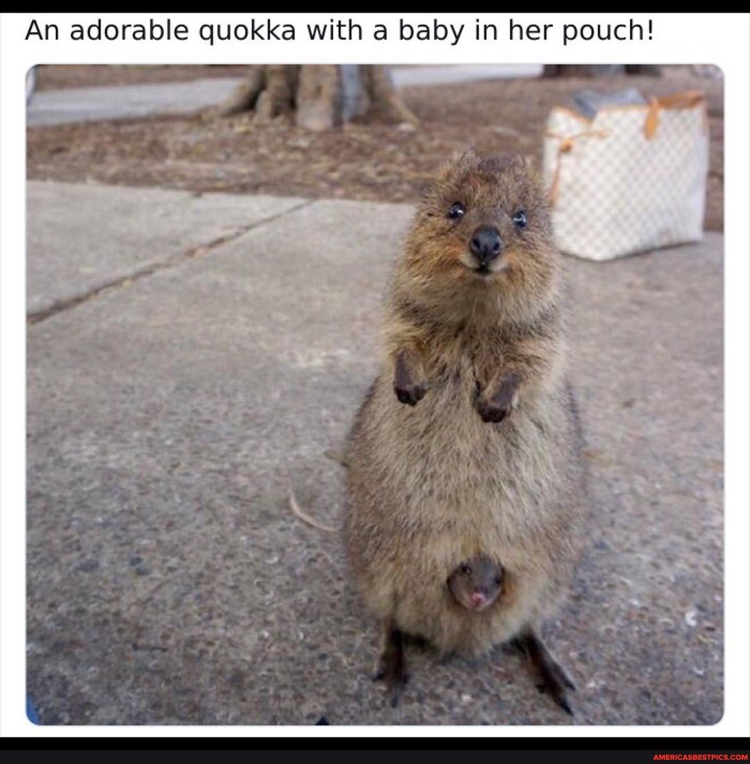 An adorable quokka with baby in her pouch! - America’s best pics and videos