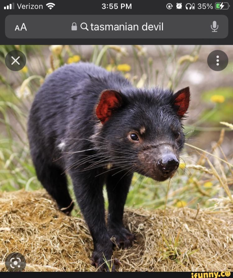 Aal! Verizon PM 35% &F ) AA Q tasmanian devil - iFunny