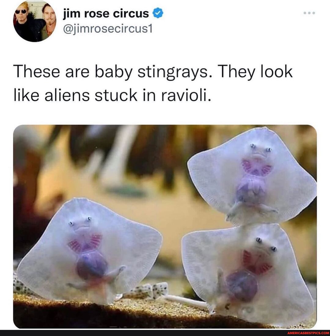 N/A - These are baby stingrays. They look like aliens stuck in ravioli ...